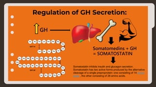 Growth Hormone | PPT