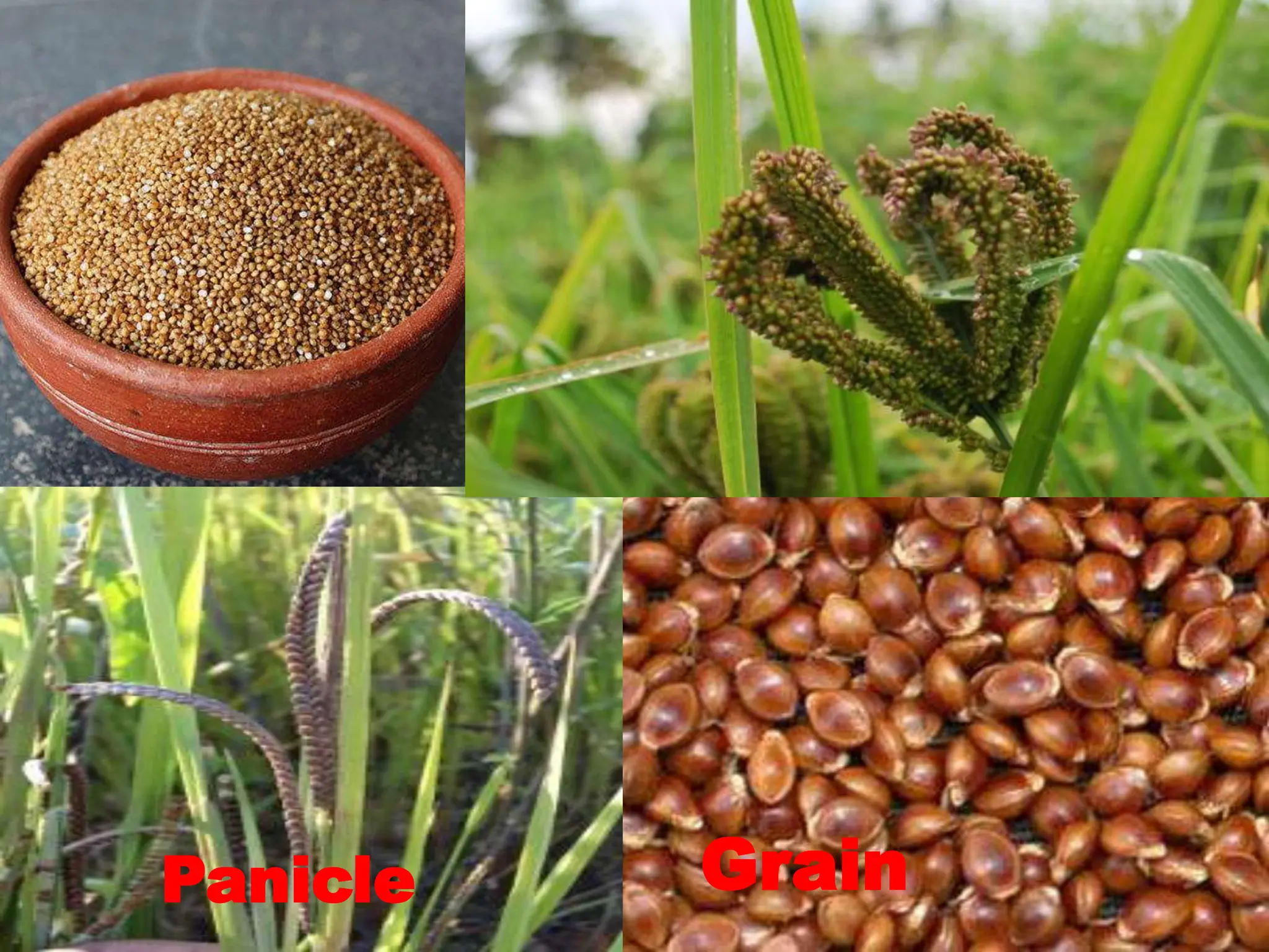 Kodo Millet PPT made by Ghanshyam bairwa college of Agriculture kumher ...