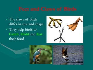 Birds_grade_3.pdf