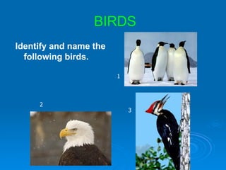 Birds_grade_3.pdf