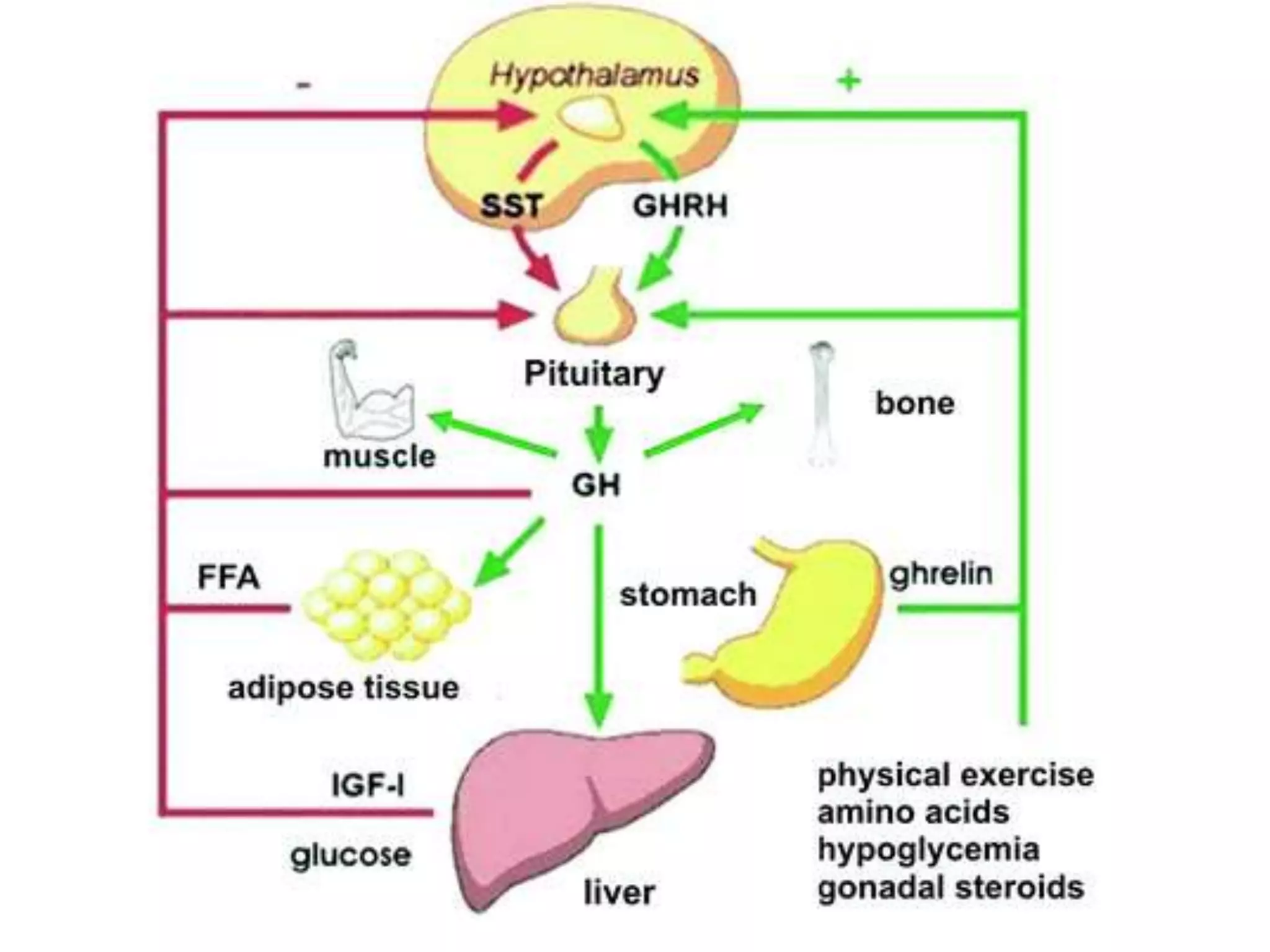 Growth Hormone Deficiency in Children | PPTX