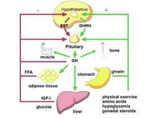 Growth Hormone Deficiency in Children | PPTX