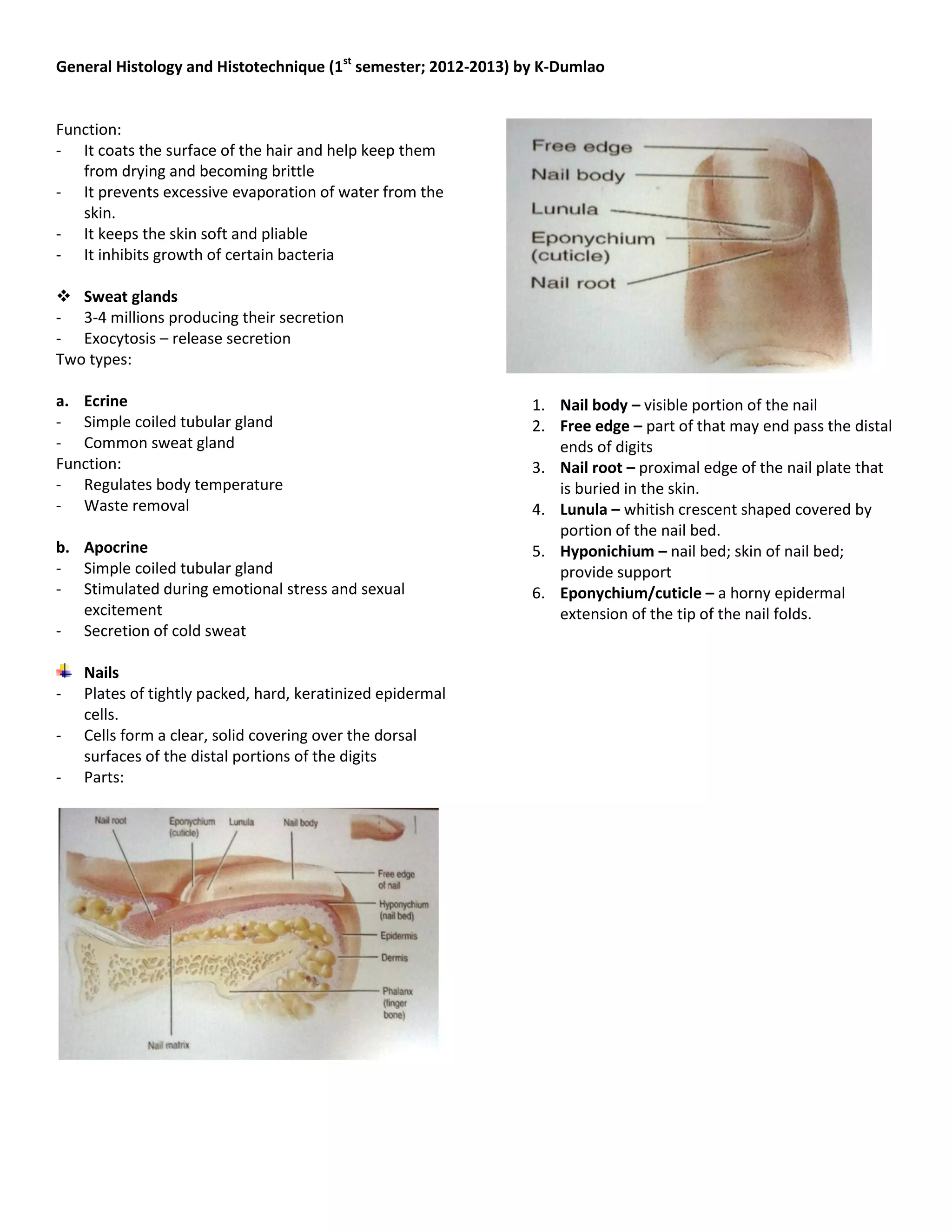 GHH - INTEGUMENTARY SYSTEM | PDF
