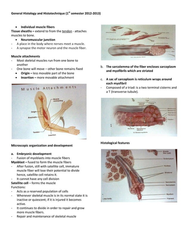 GHH Muscle Tissues | PDF | Computer Peripherals | Computing