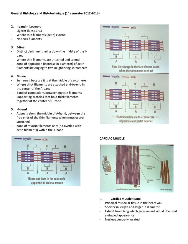 GHH Muscle Tissues | PDF | Computer Peripherals | Computing