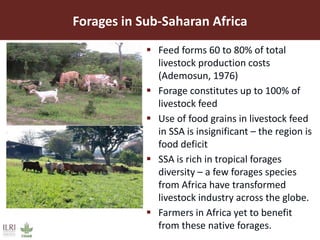 Improved forages increase livestock productivity: Brachiaria grass a ...