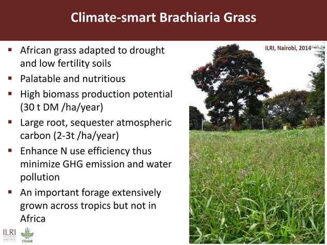 Improved forages increase livestock productivity: Brachiaria grass a ...