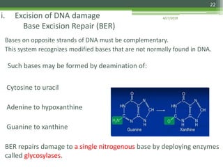 DNA damages and repair path | PPTX