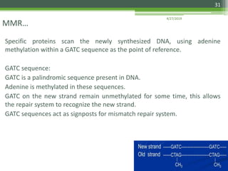 DNA damages and repair path | PPTX