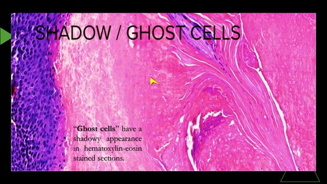 Ghost cells | PPTX