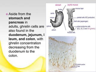 Ghrelin - an orexigenic hormone | PPTX