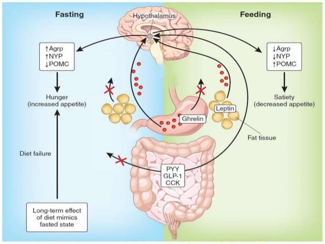 Ghrelin An Orexigenic Hormone