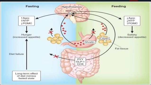 Ghrelin hormone
