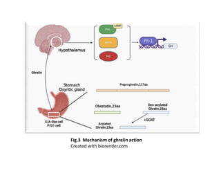 Ghrelin Hormone.pdf