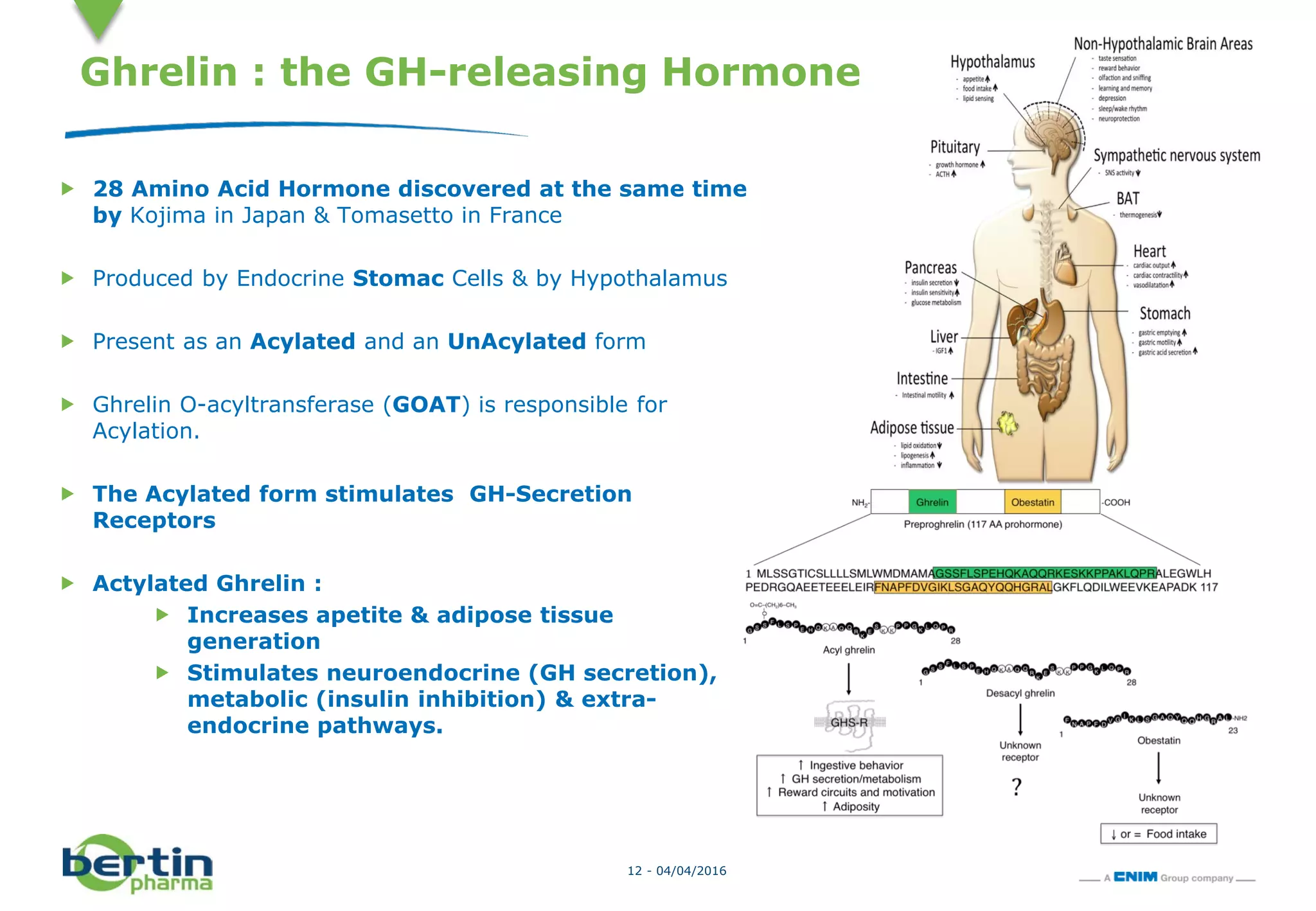 Ghrelin Immunoassay & Translational Medicine | PPT