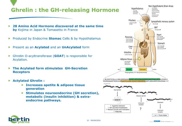 Ghrelin Immunoassay & Translational Medicine | PPT