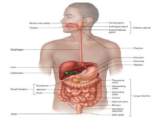 GastroIntestinal tract anatomy introduction.pptx