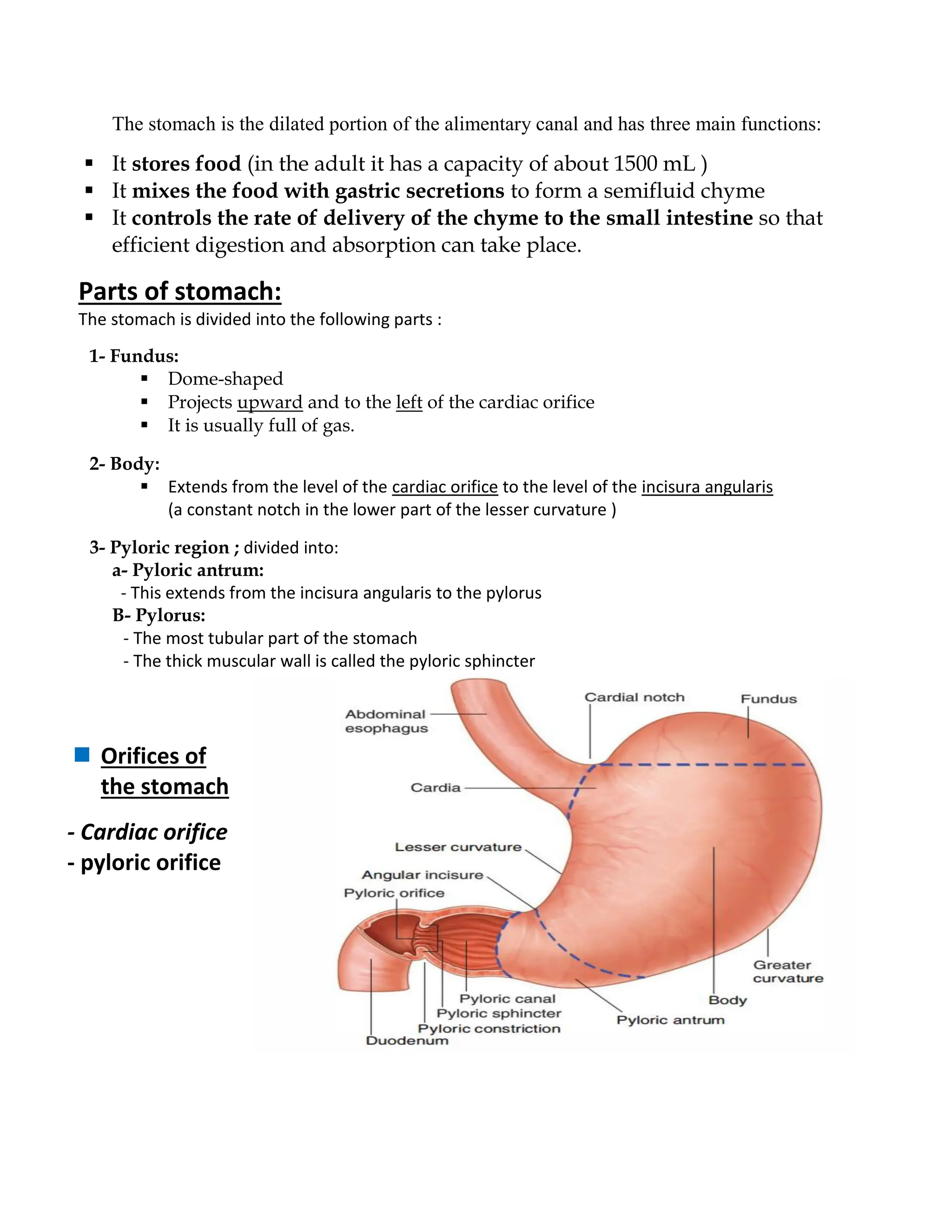 Anatomy of the gastrointestinal system by Dawood Alatefi | PDF