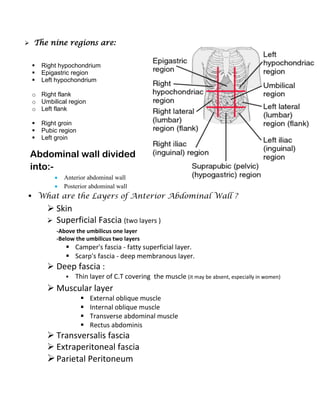 Anatomy of the gastrointestinal system by Dawood Alatefi | PDF