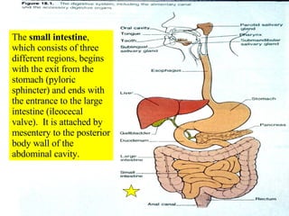 Ileocecal Valve Diagram
