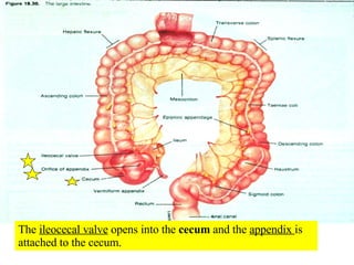 Ileocecal Valve Diagram
