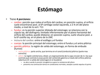 Esófago, Estómago, I. delgado y grueso | PPTX