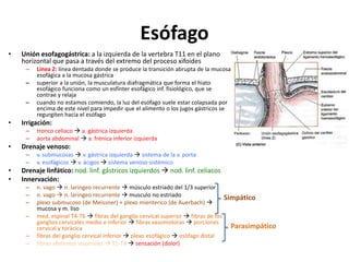 Esófago, Estómago, I. delgado y grueso | PPTX