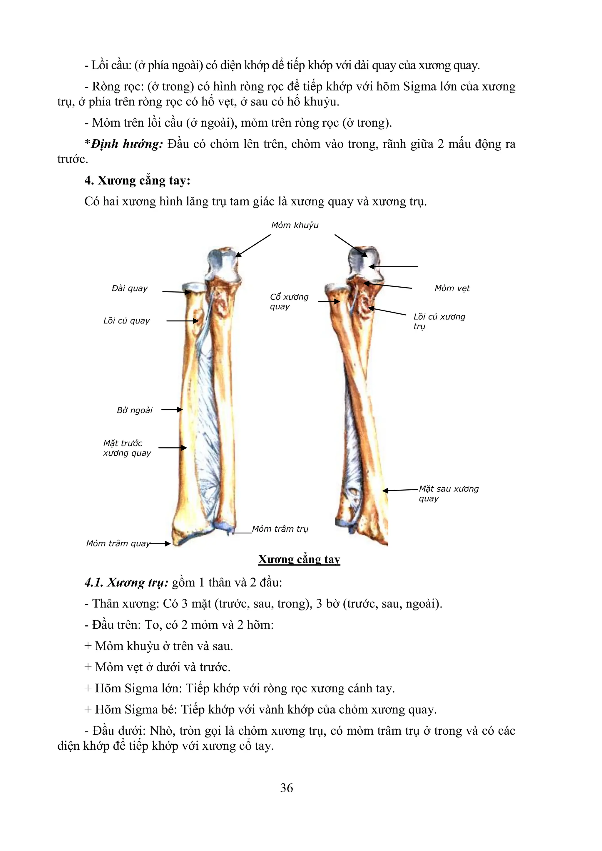 giai-phau-sinh-ly he ho hap sdfasfasdfasf | PDF