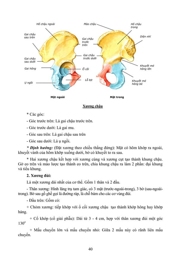 giai-phau-sinh-ly he ho hap sdfasfasdfasf | PDF