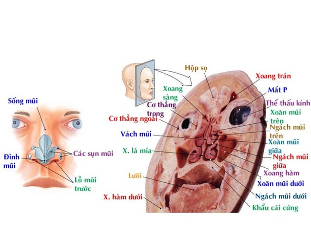 Giai phau sinh ly he ho hap | PPT