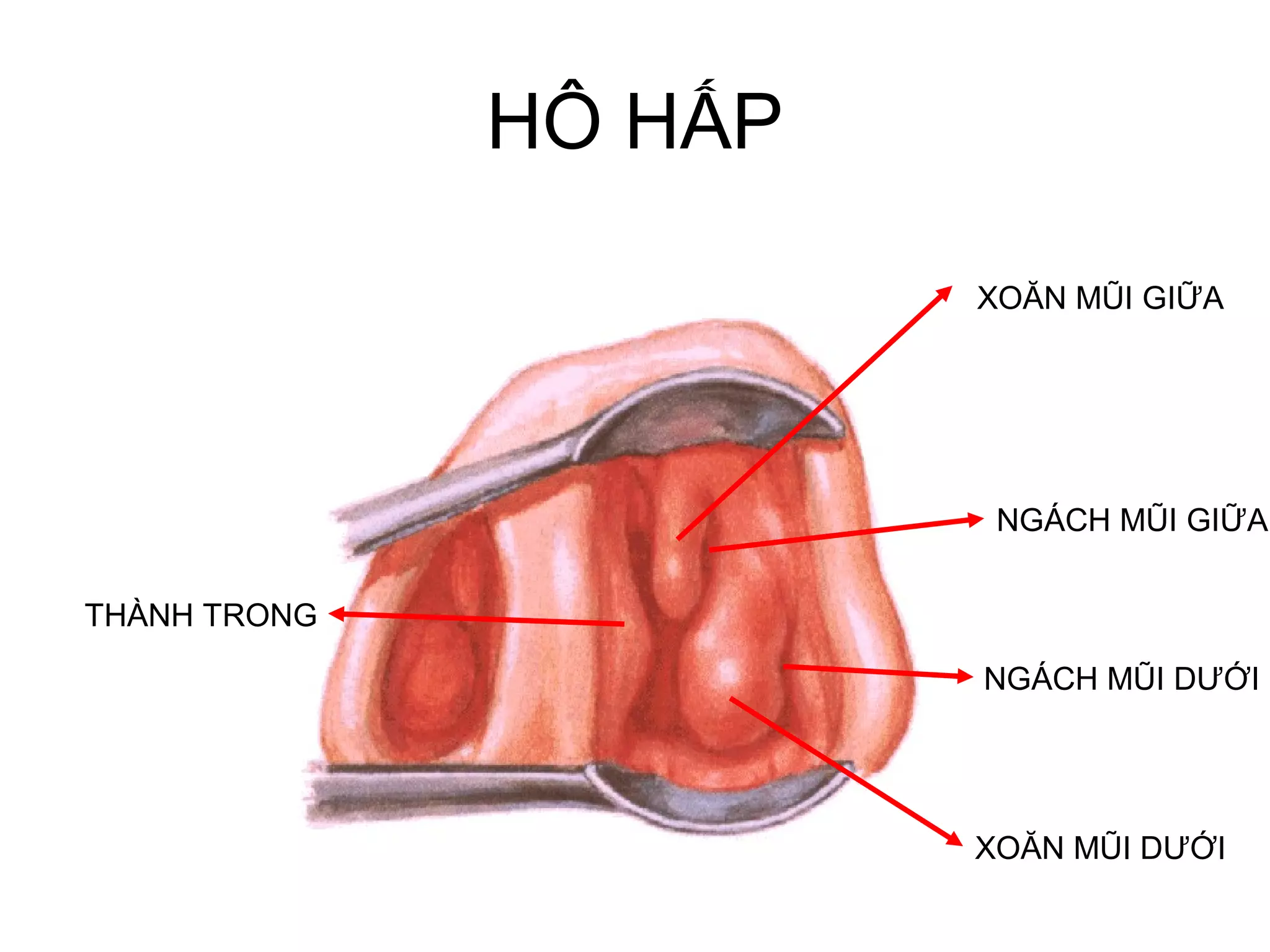 Giai phau he ho hap 2015 cndd | PPT