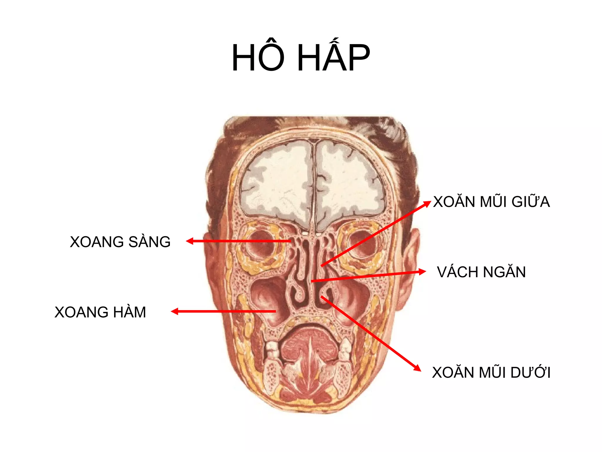 Giai phau he ho hap 2015 cndd | PPT