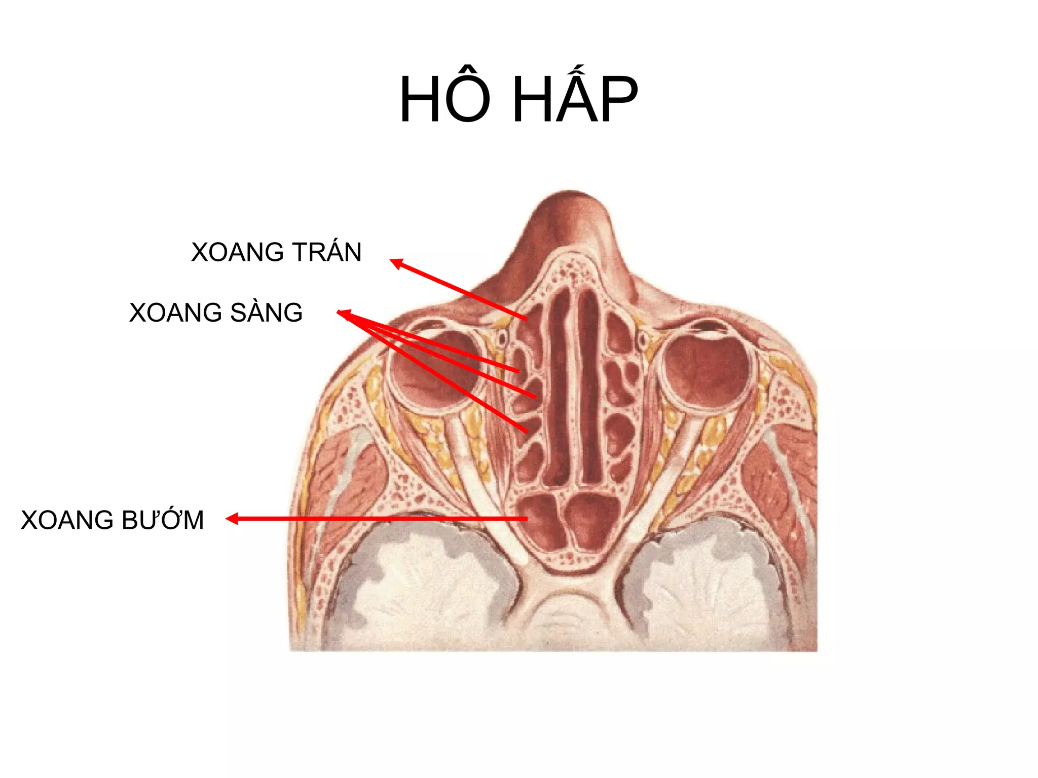 Giai phau he ho hap 2015 cndd | PPT