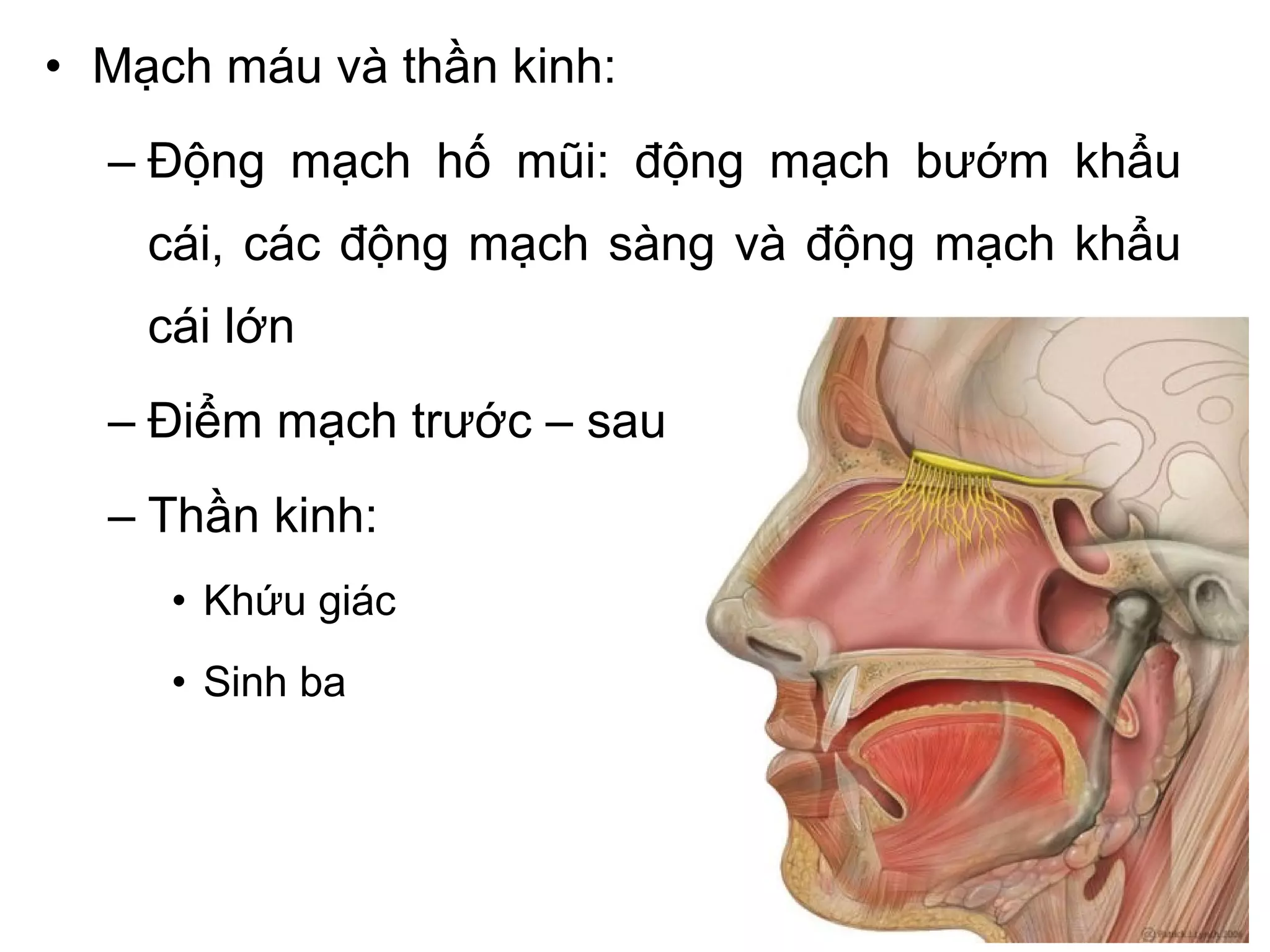 Giai phau he ho hap 2015 cndd | PPT