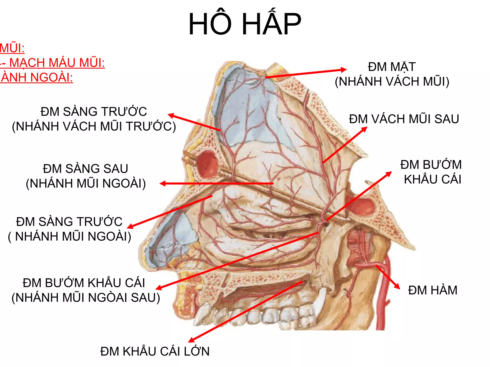 Giai phau he ho hap 2015 cndd | PPT
