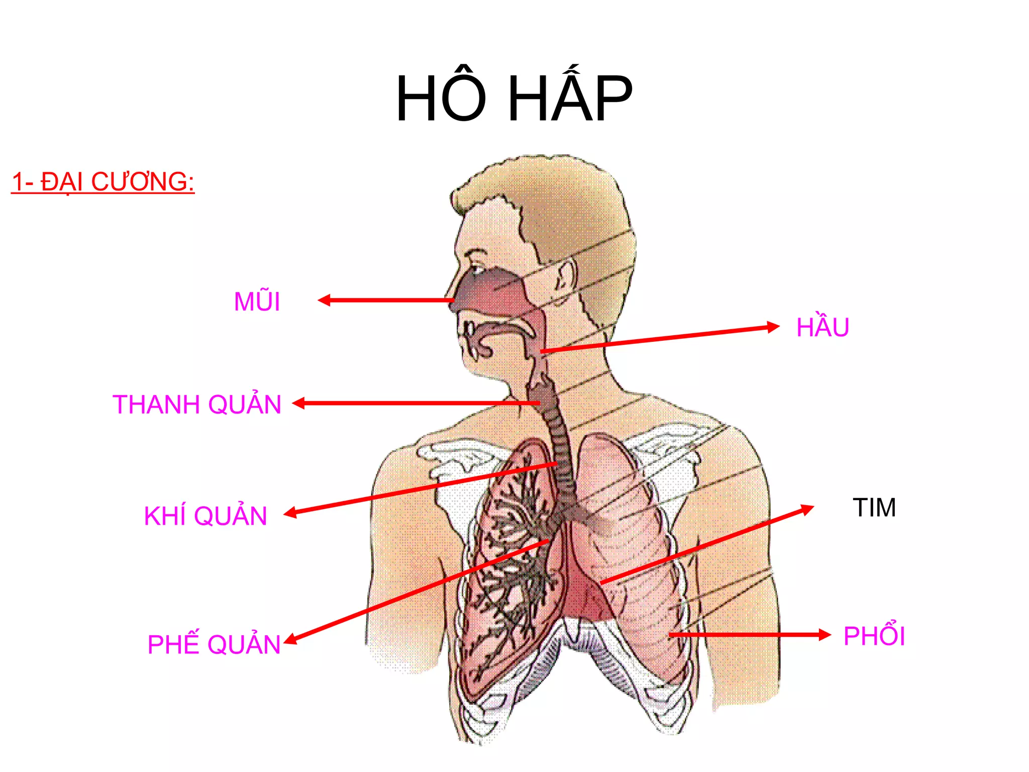Giai phau he ho hap 2015 cndd | PPT