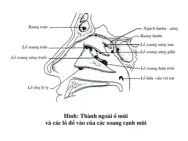 Giai phau he ho hap 2015 cndd | PPT