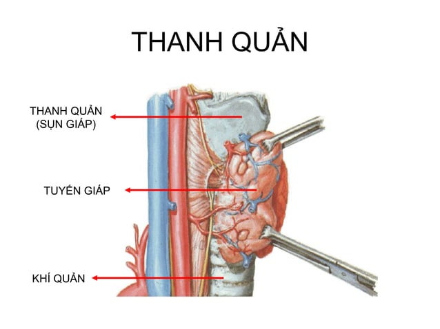 Giai phau he ho hap 2015 cndd | PPT