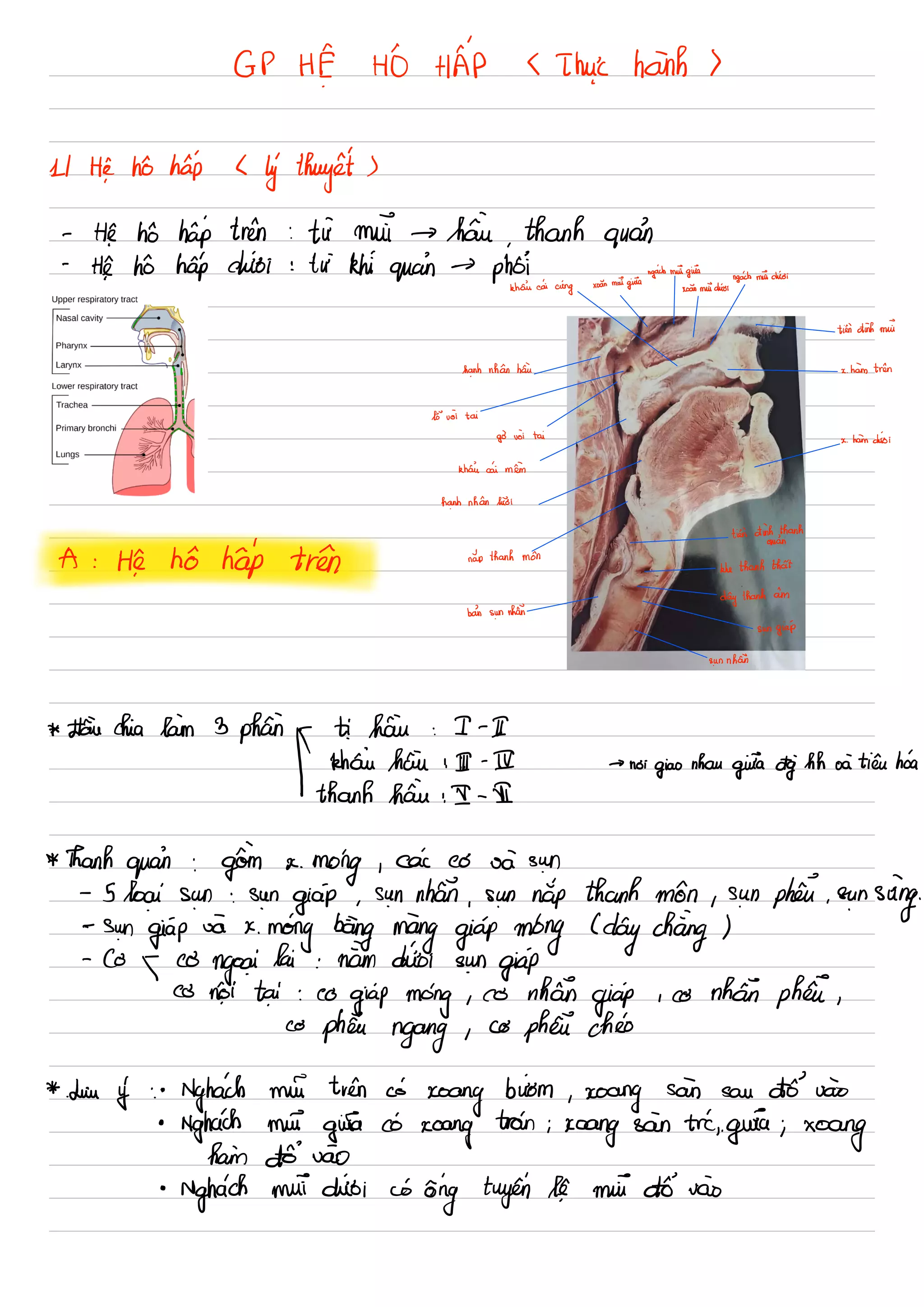 Anatomy Respiratory system | PDF