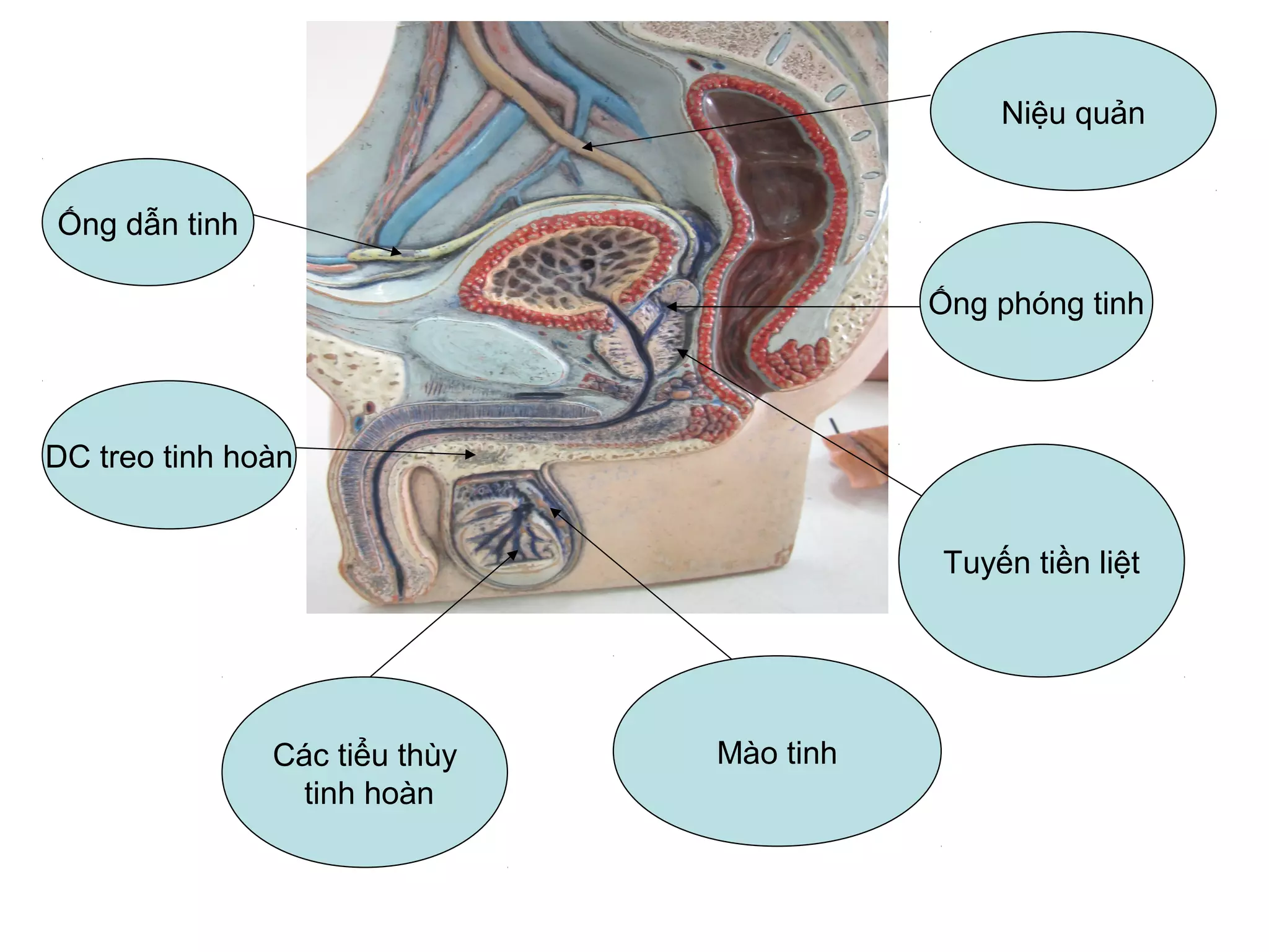 Giai phau he sinh duc | PPT