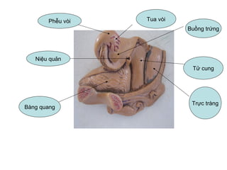 Giai phau he sinh duc | PPT