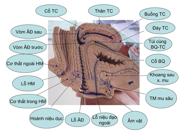 Giai phau he sinh duc | PPT