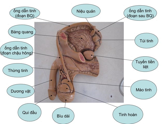 Giai phau he sinh duc | PPT