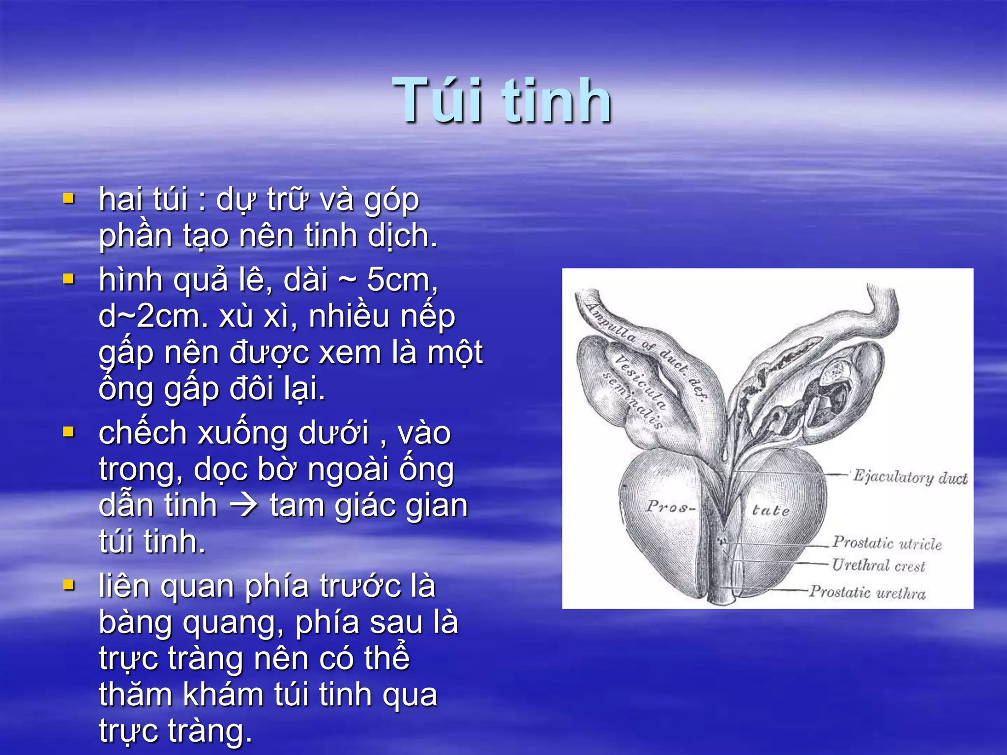 GIAI PHAU SINH DUC NAM.PPT