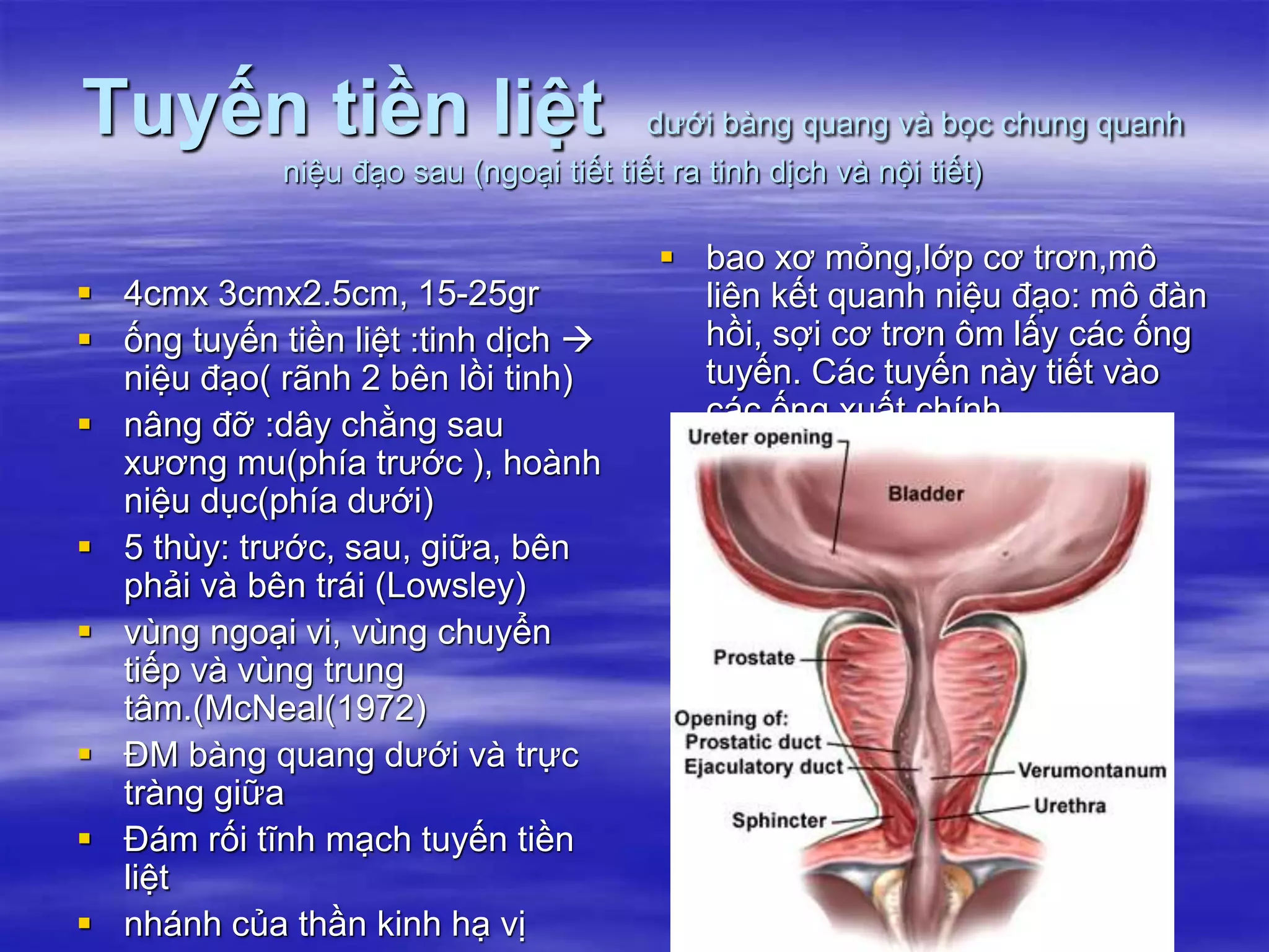 GIAI PHAU SINH DUC NAM.PPT