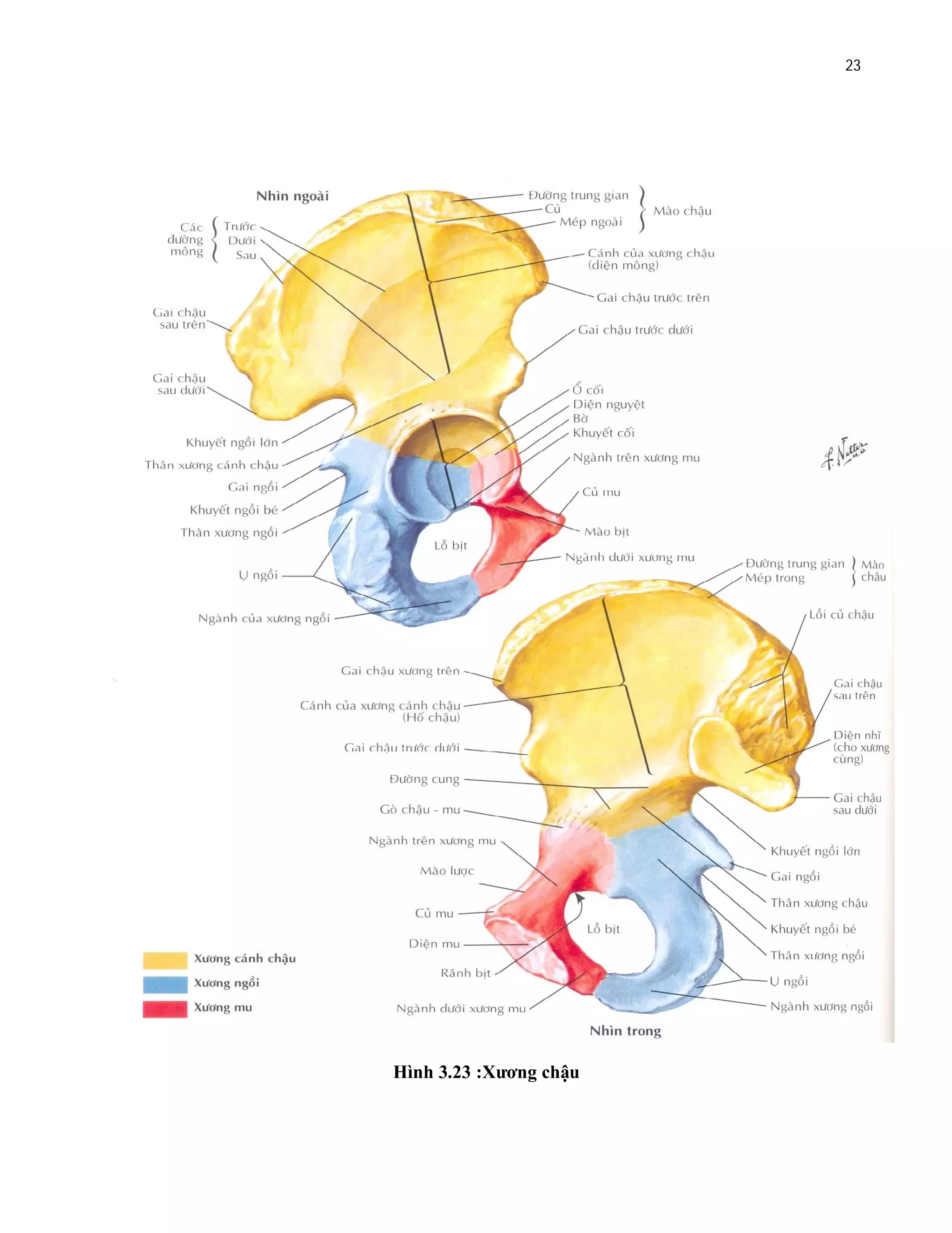 Atlas giải phẫu tổng quát | PDF