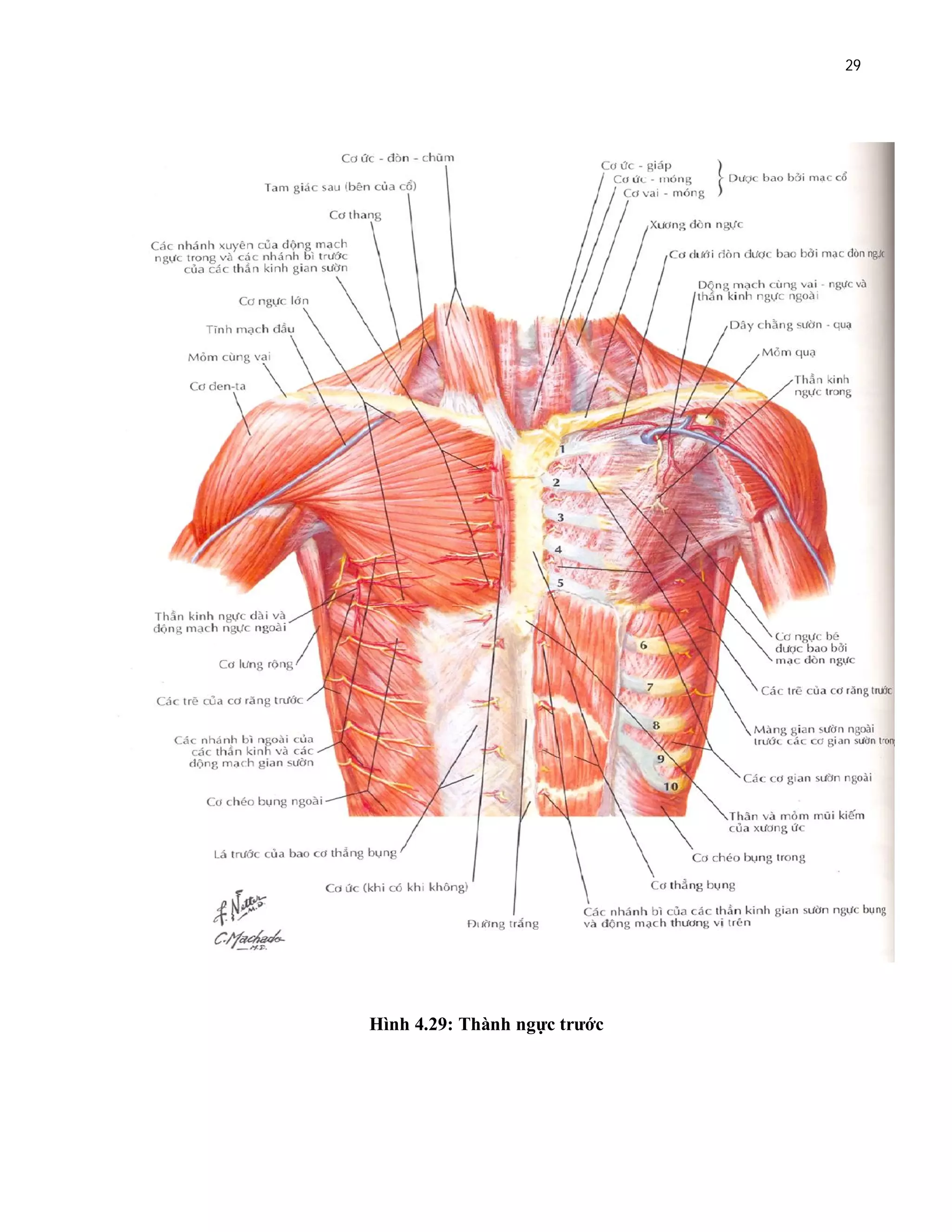 Atlas giải phẫu tổng quát | PDF