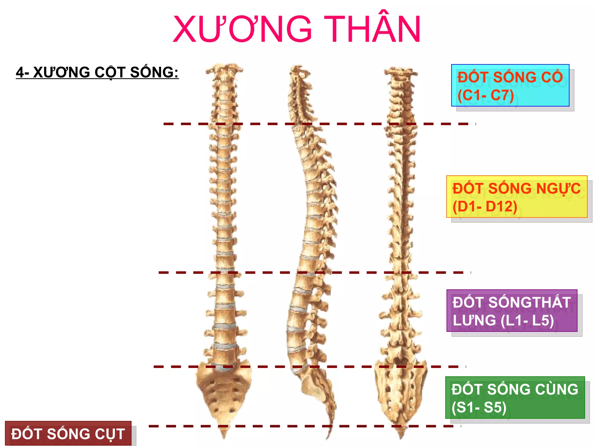 Giai phau vung nguc bung | PPT