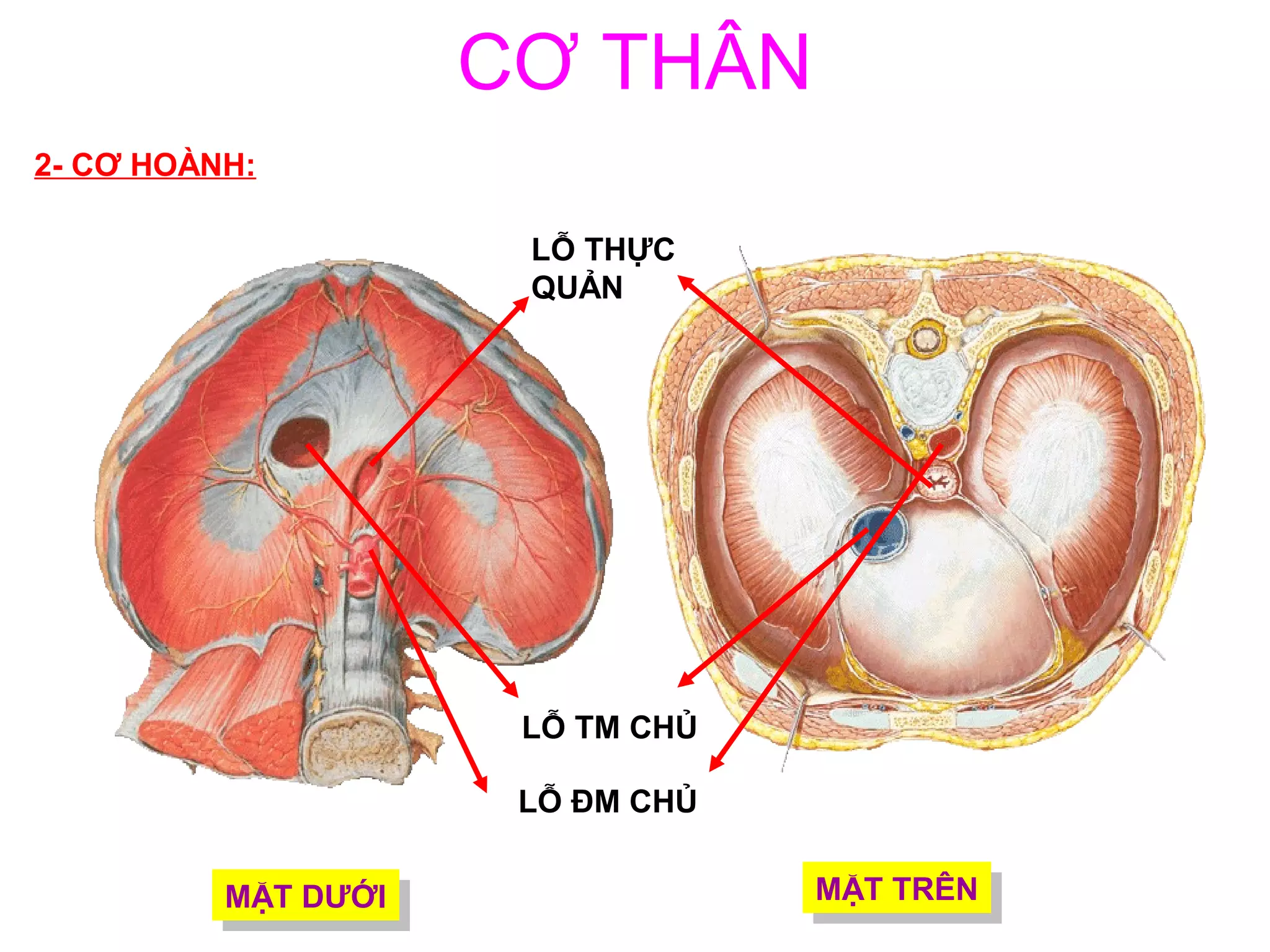 Giai phau vung nguc bung | PPT