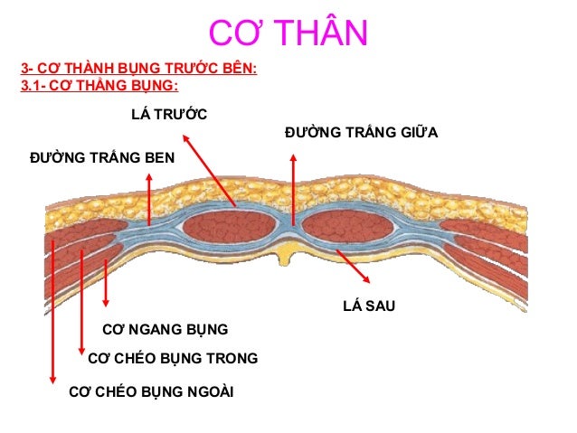 Giai phau vung nguc bung
